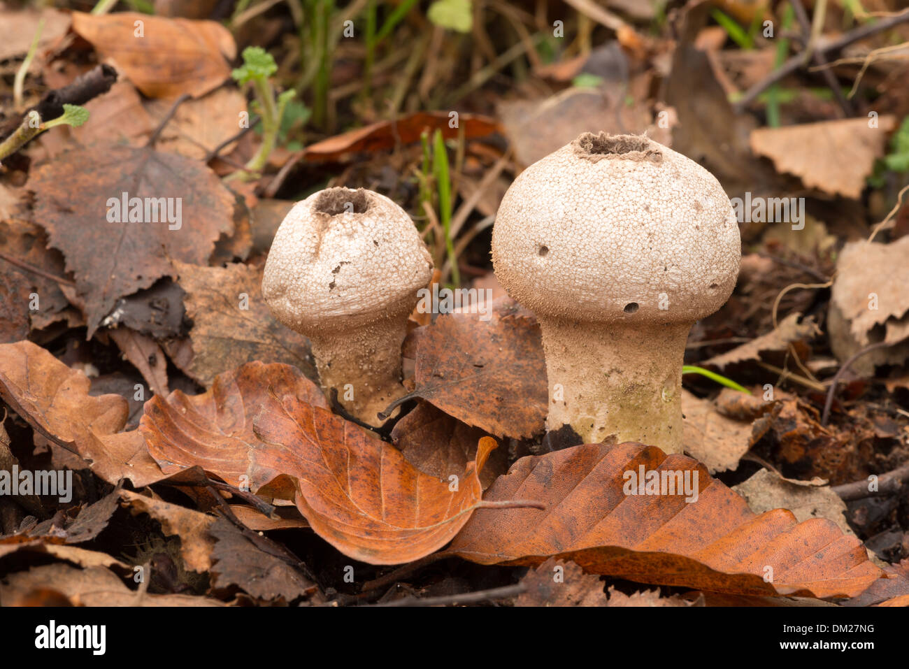 Pestle puffballs group with ruptured cap that is releasing purple brown ...