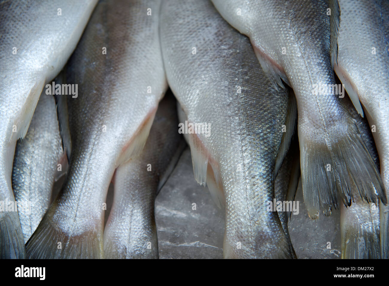 Overfishing hi-res stock photography and images - Alamy