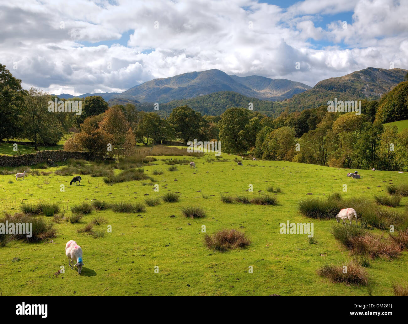 Cumbrian sheep hi-res stock photography and images - Alamy