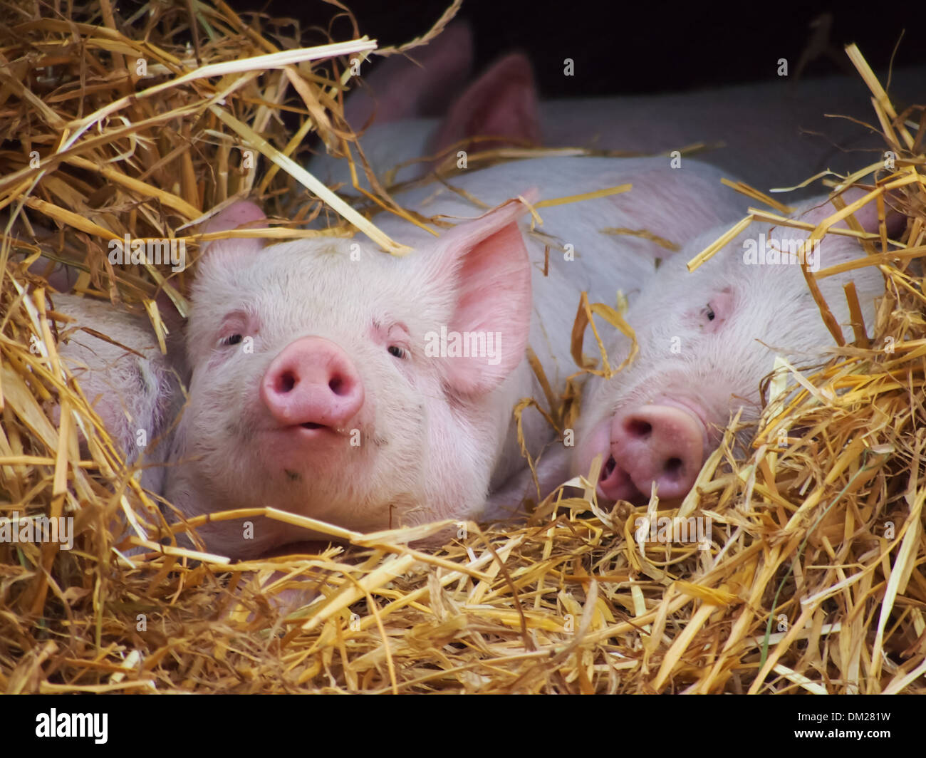 Tamworth piglets hi-res stock photography and images - Alamy