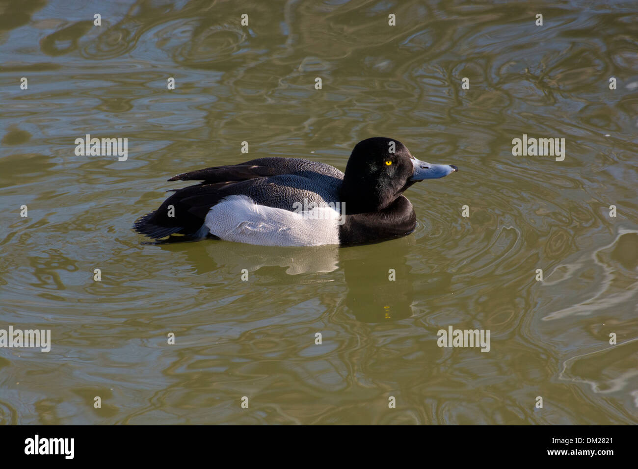 A male Lesser Scaup on a pond in winter Stock Photo - Alamy