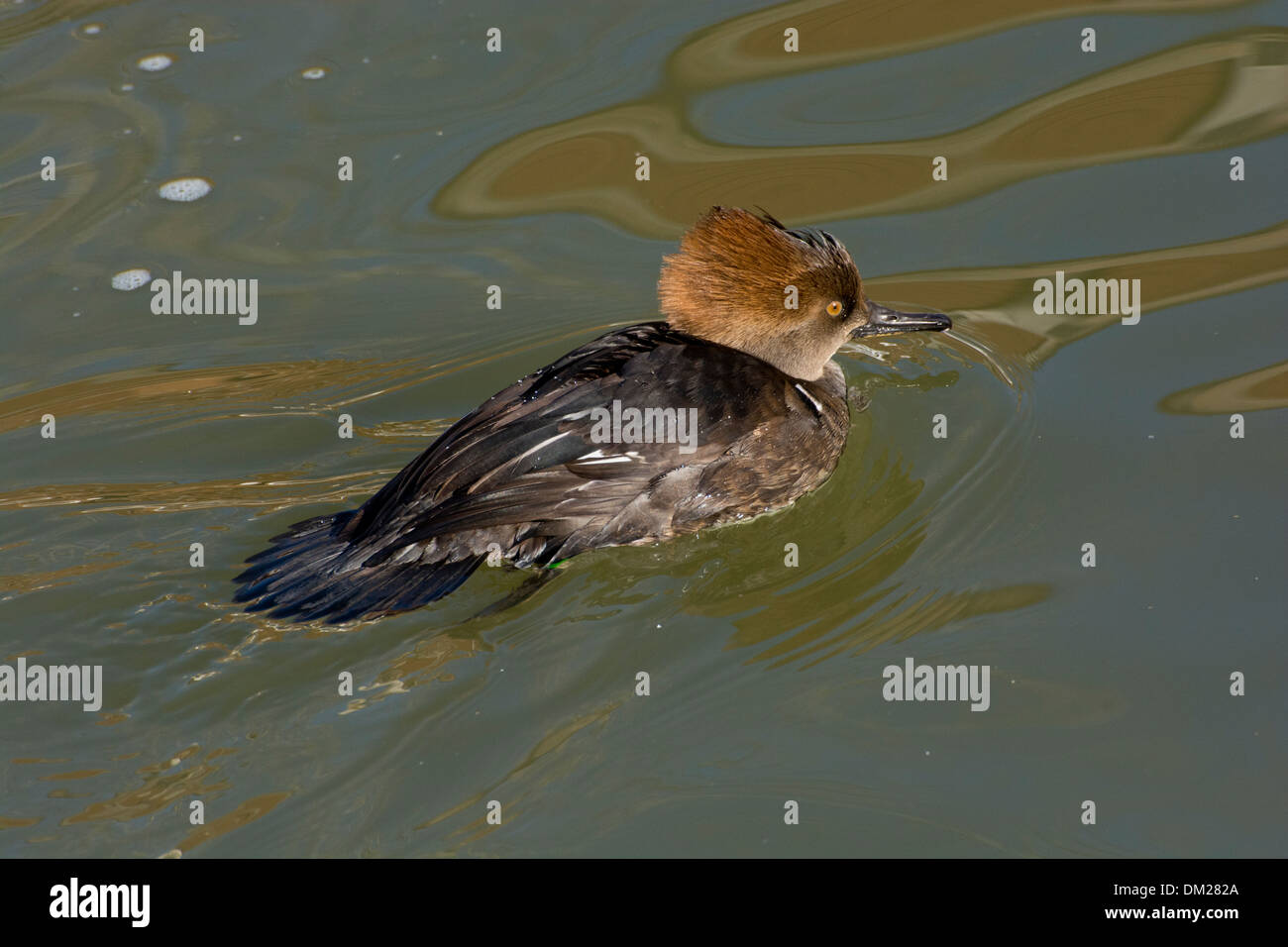 A Hooded Merganser on a pond in winter Stock Photo - Alamy
