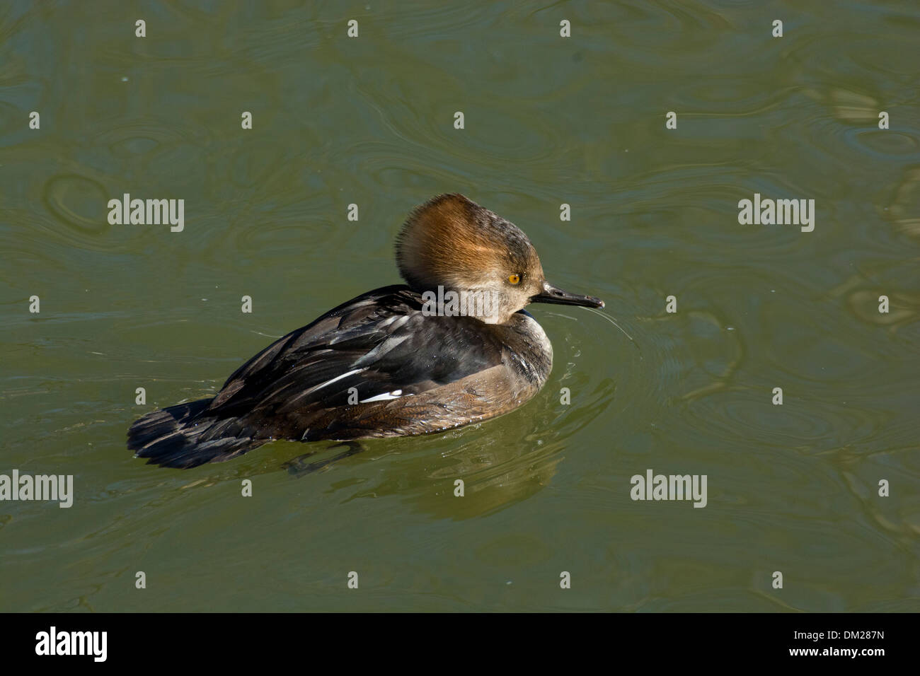 Hooded merganser in winter hi-res stock photography and images - Alamy