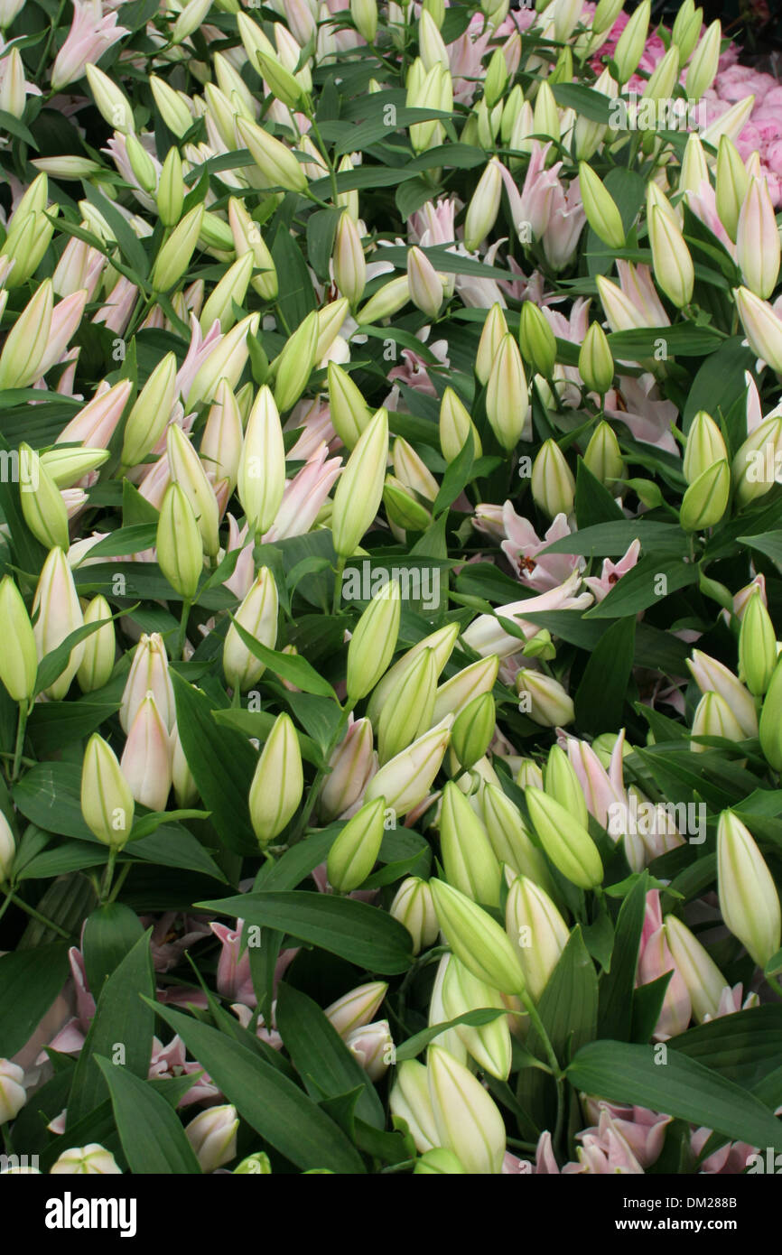 Lily stems cut hi-res stock photography and images - Alamy