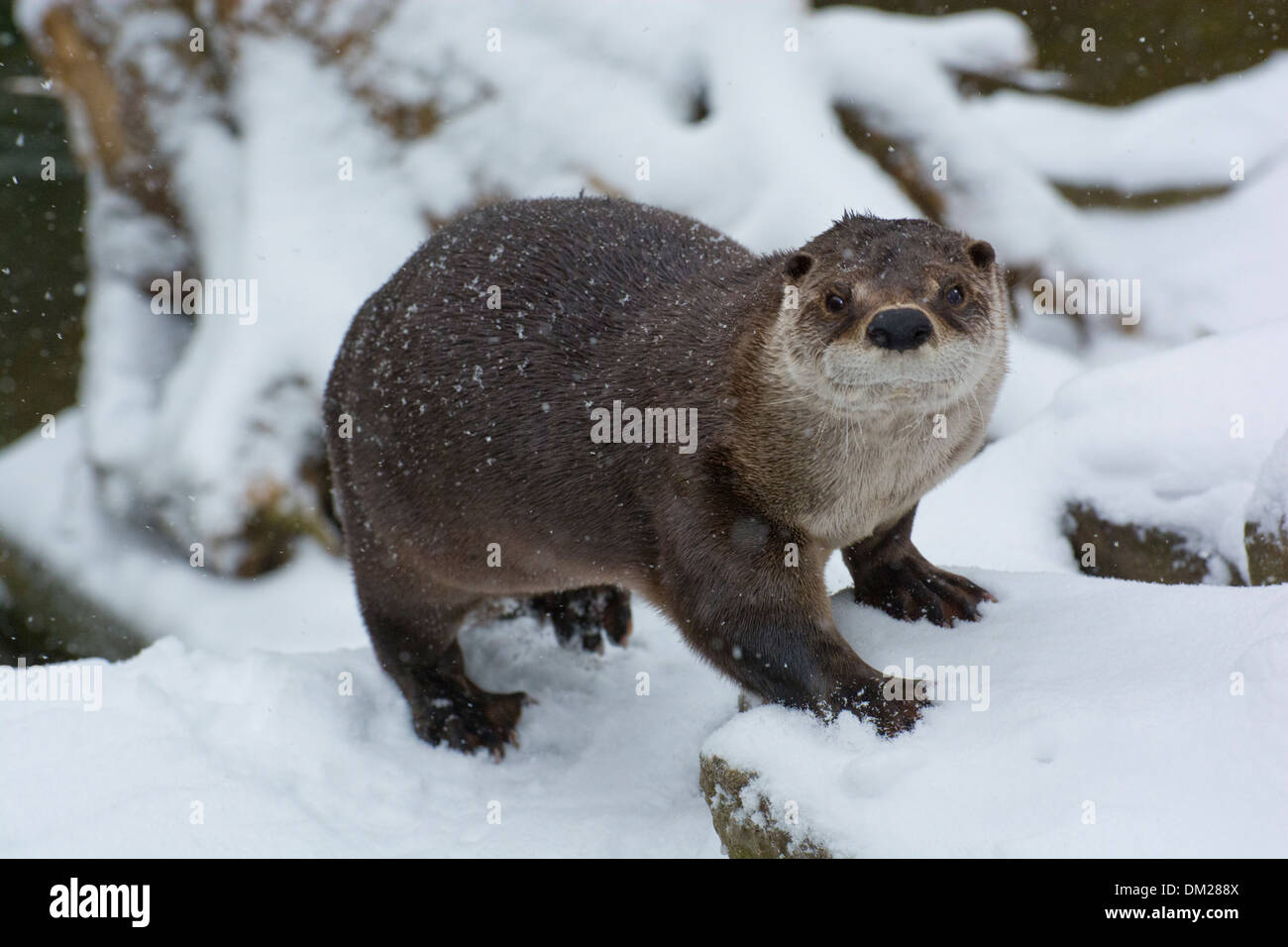 A Northern River Otter in winter Stock Photo - Alamy