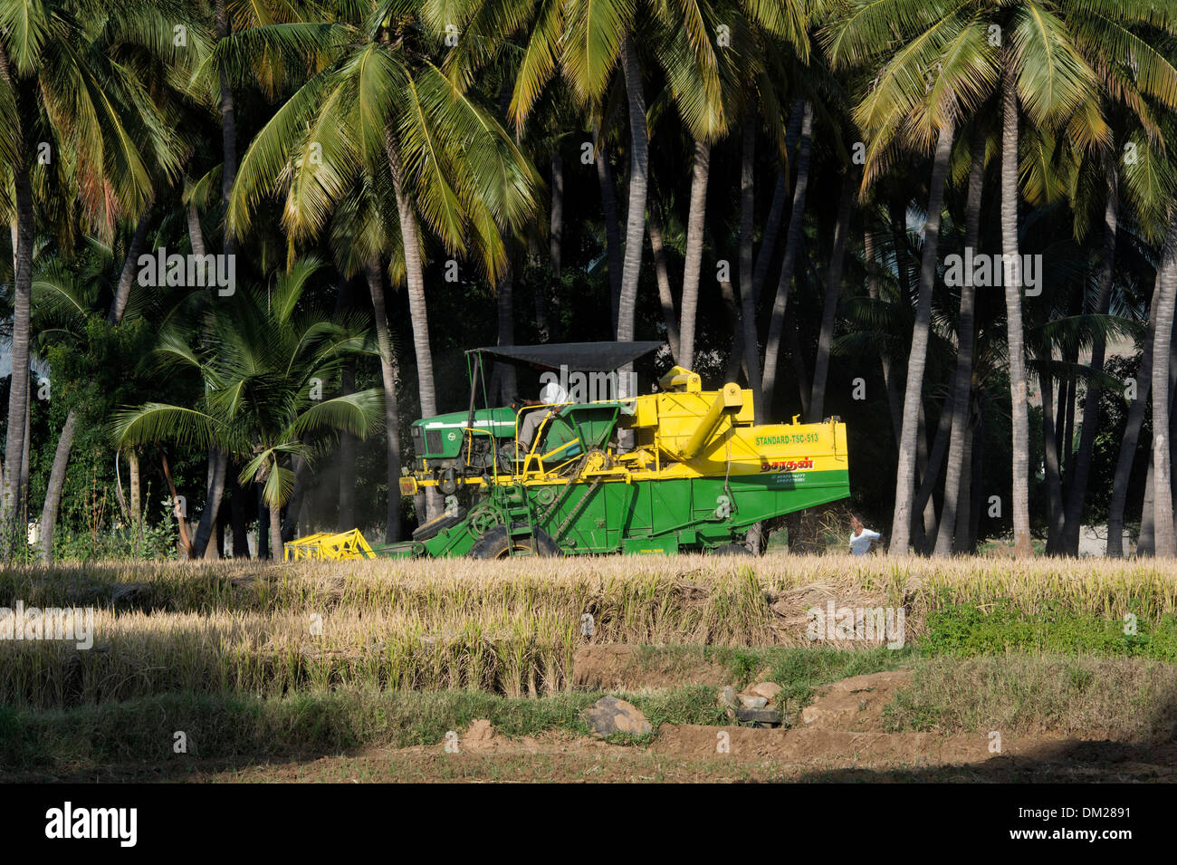 Indian Combine harvester harvesting rice crop. Andhra Pradesh, india ...