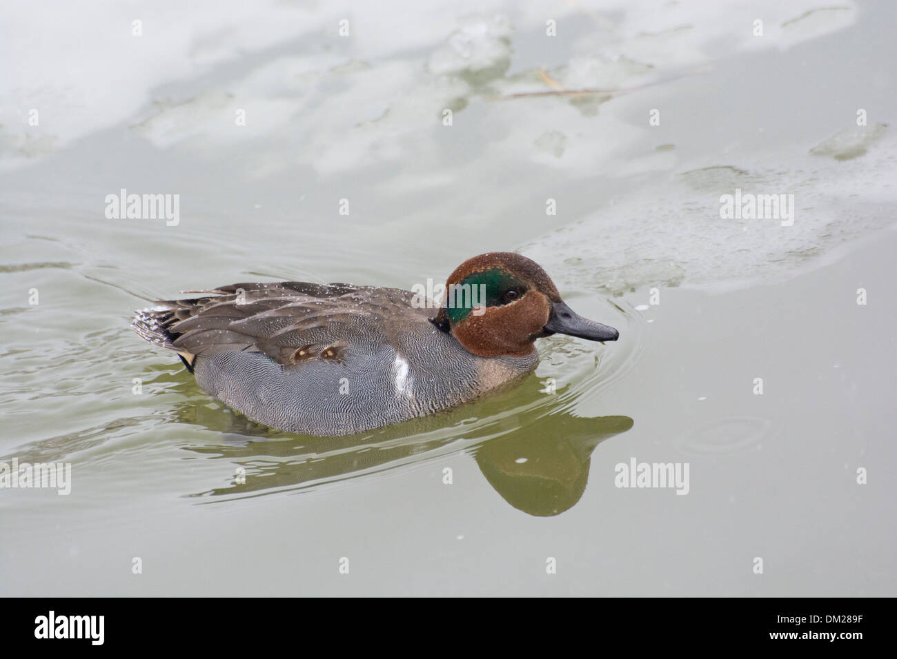 A Green-winged Teal on a pond in winter Stock Photo - Alamy