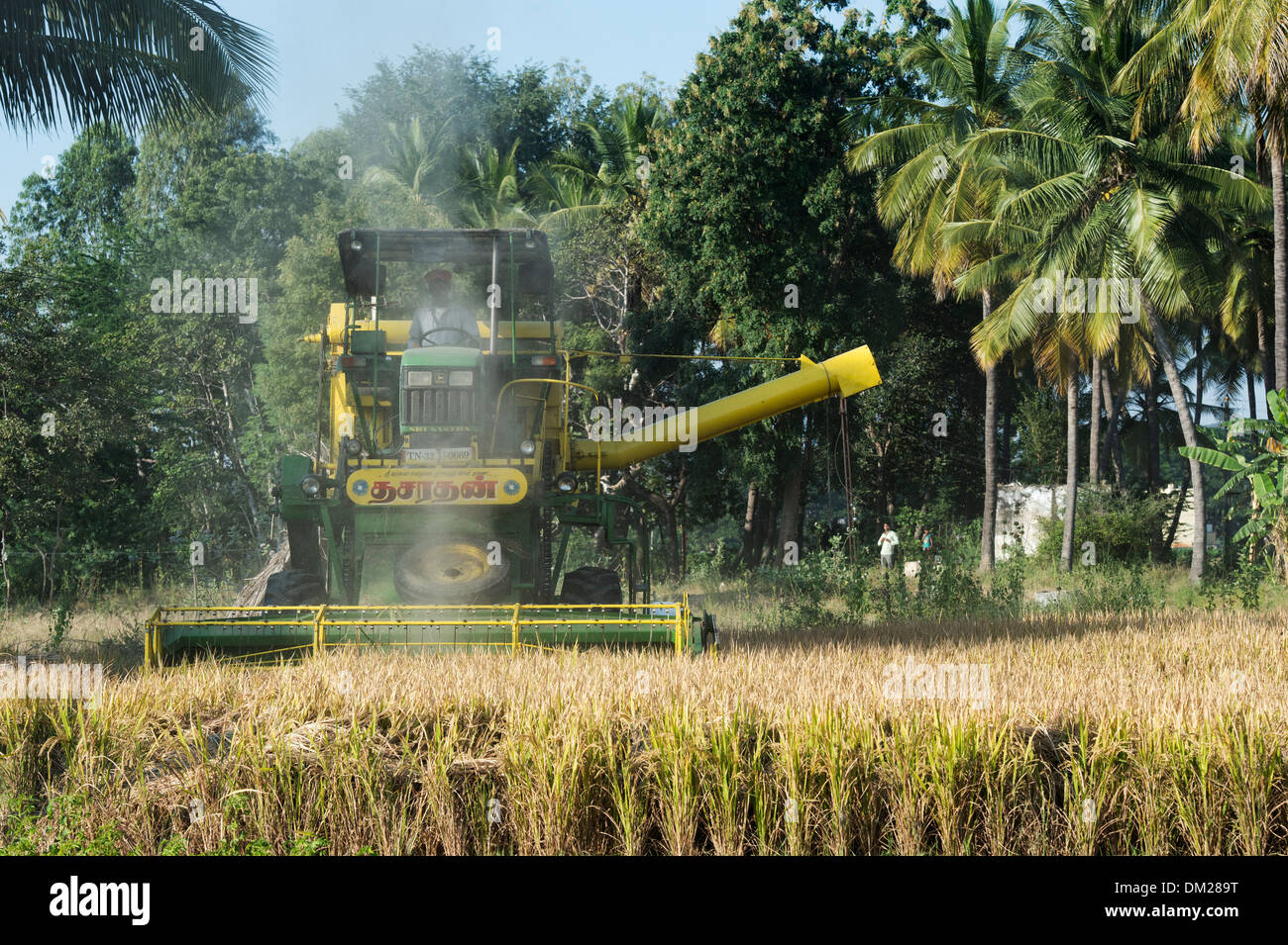 Harvesting Rice Stock Photos & Harvesting Rice Stock Images - Alamy