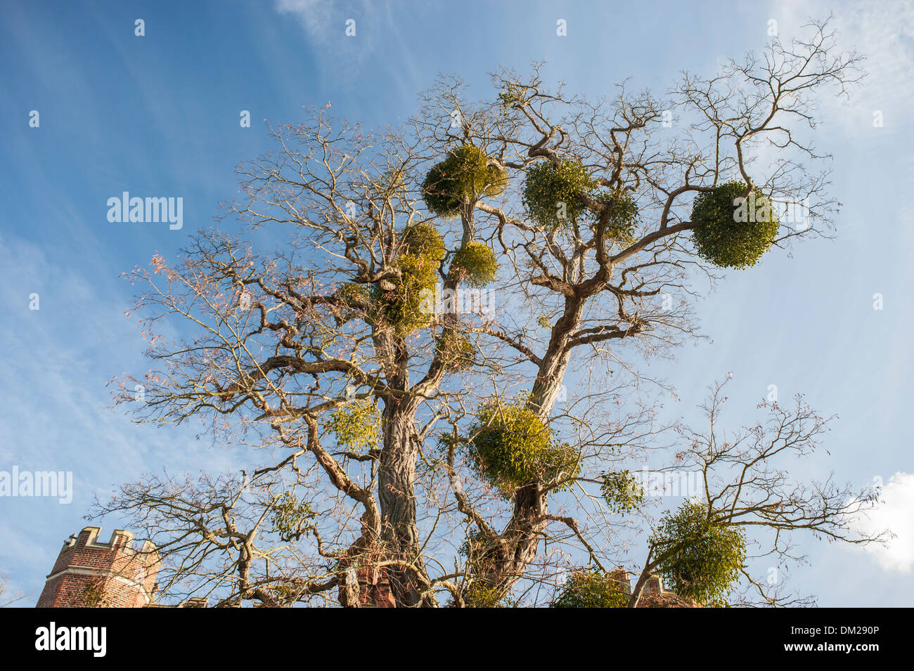 Mistletoe palace hi-res stock photography and images - Alamy