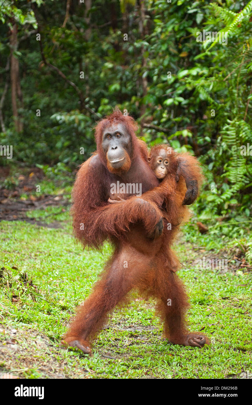 Primate walking bipedal hi-res stock photography and images - Alamy
