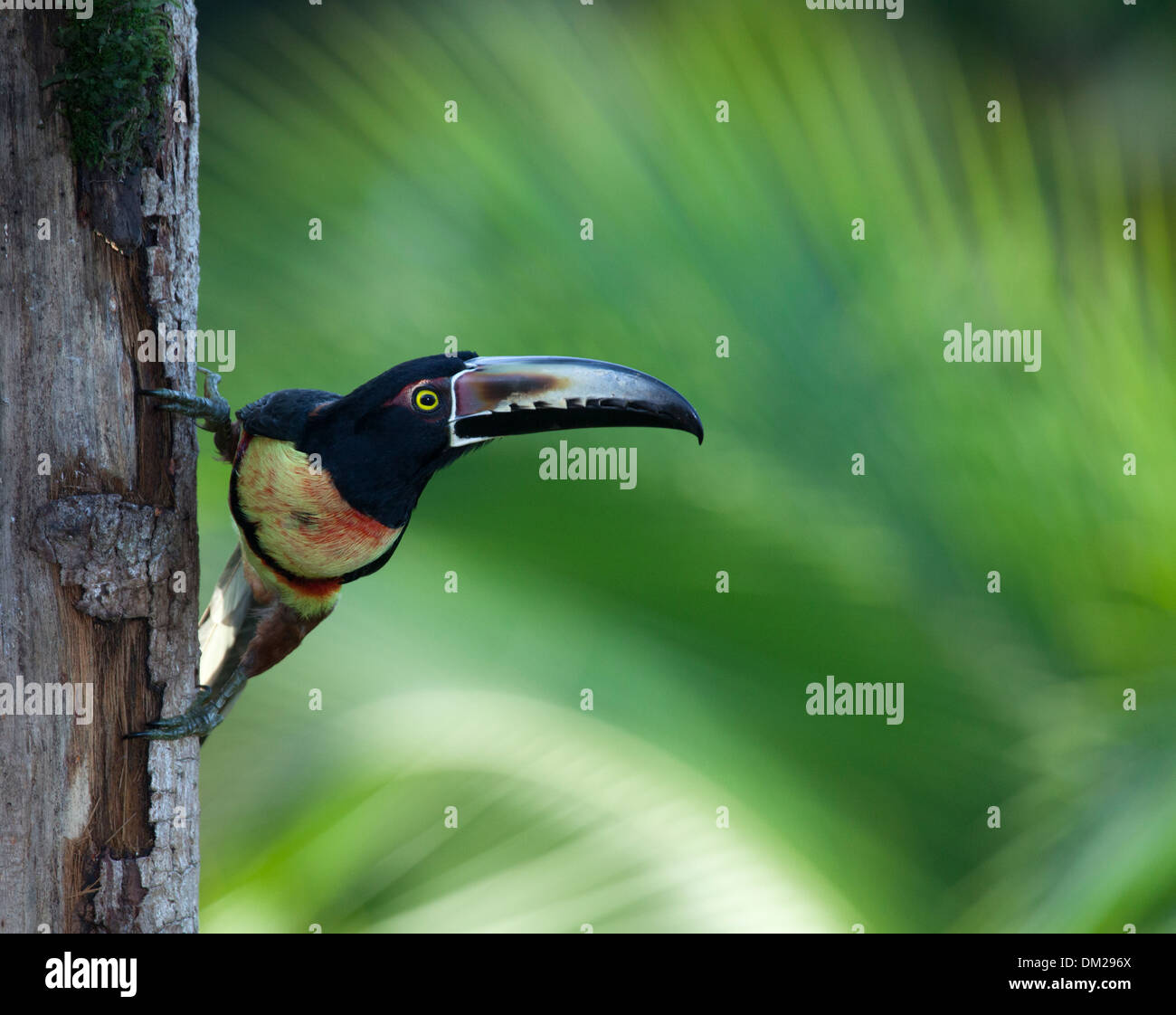 Collared Aracari (Pteroglossus torquatus) in Costa Rican rainforest ...