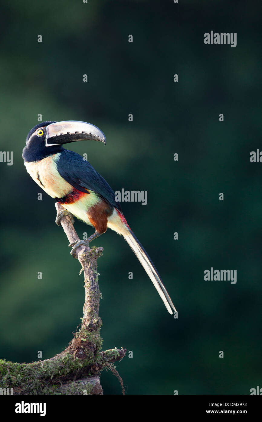 Rainforest animals hi-res stock photography and images - Alamy