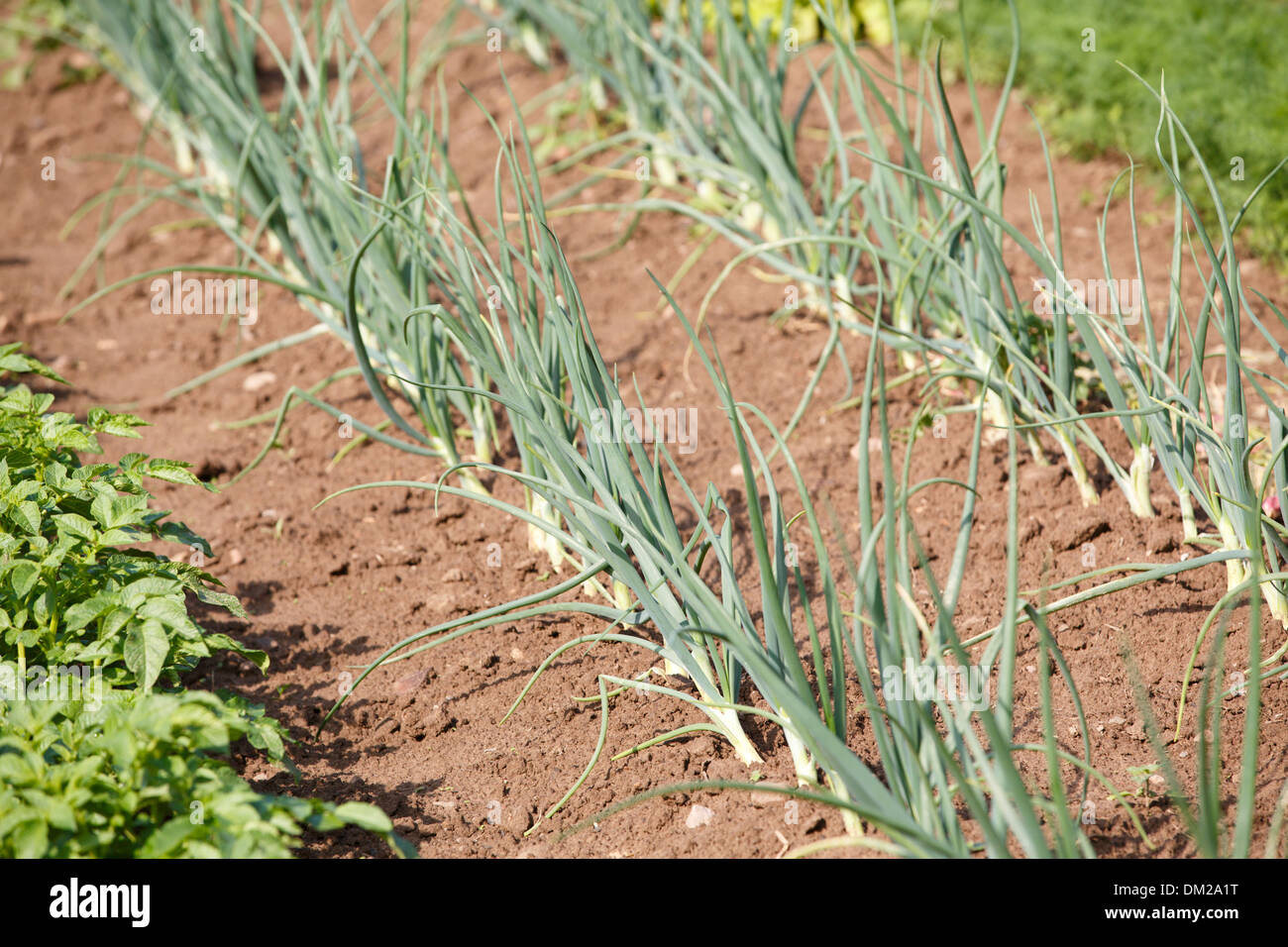 Grow growing organic hi-res stock photography and images - Alamy
