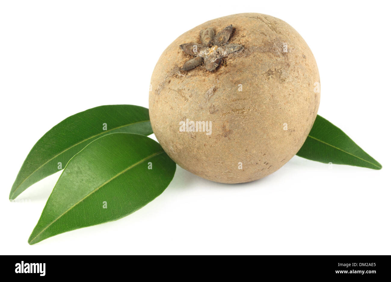 Sapodilla Fruit Drawing