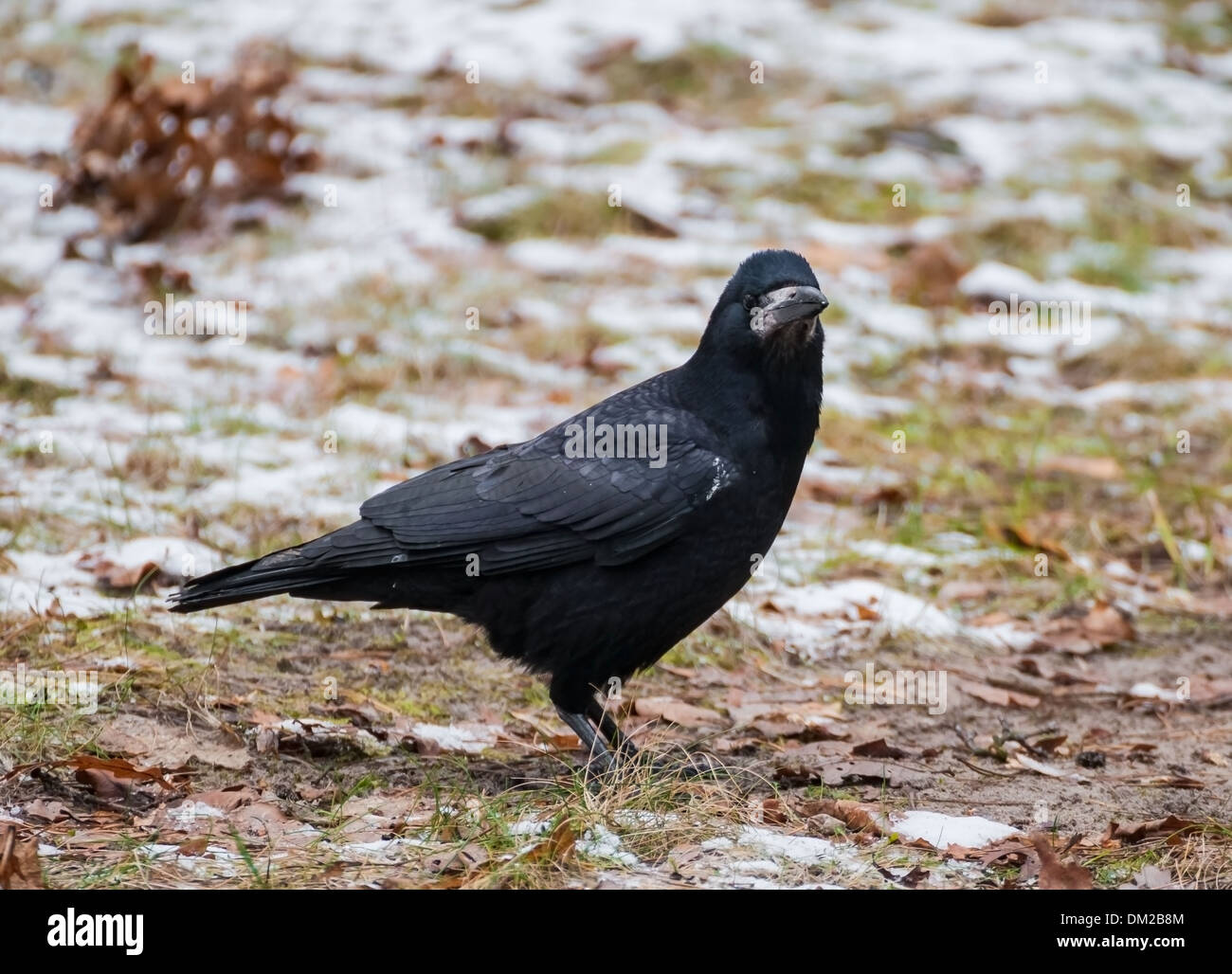 Rook flying hi-res stock photography and images - Alamy