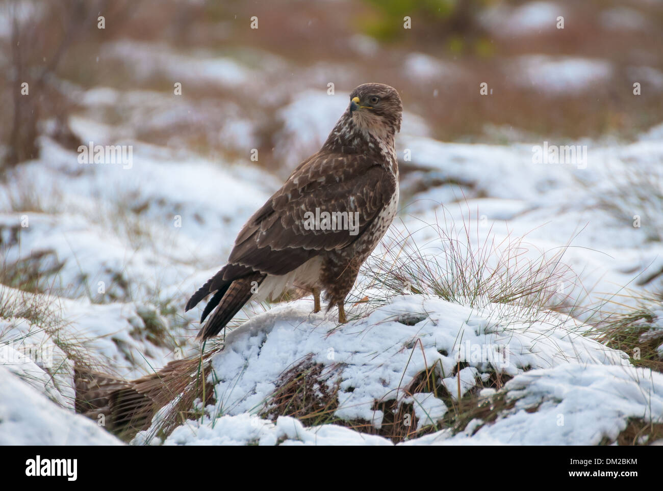 Carnivorous buzzard hi-res stock photography and images - Alamy