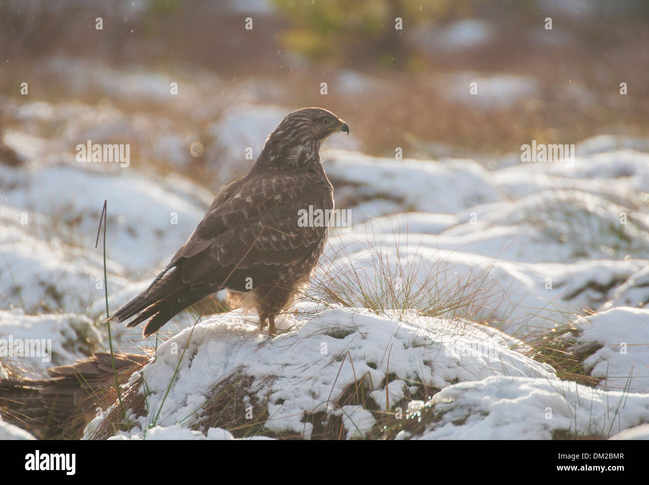 Carnivorous buzzard hi-res stock photography and images - Alamy