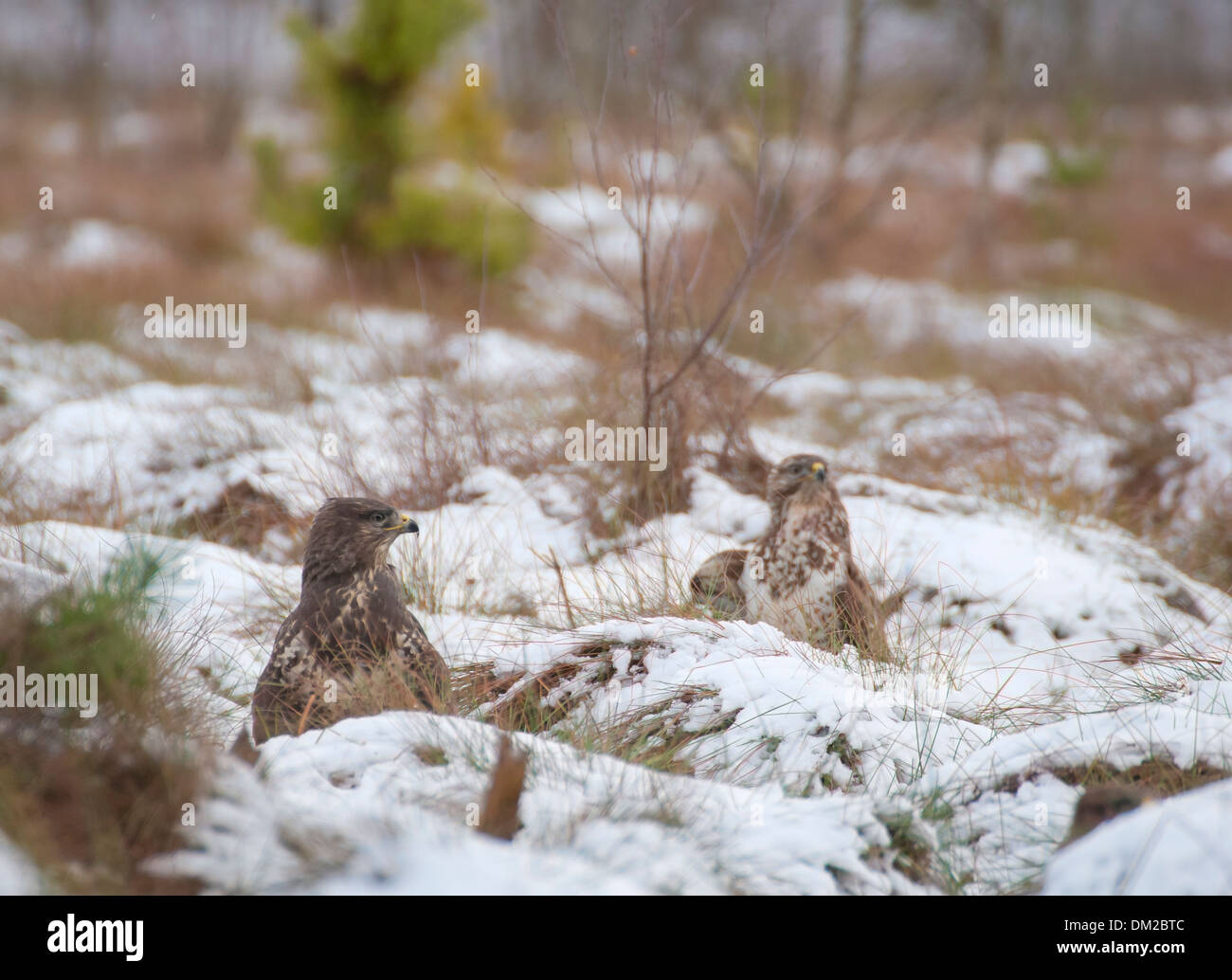 Carnivorous buzzard hi-res stock photography and images - Alamy