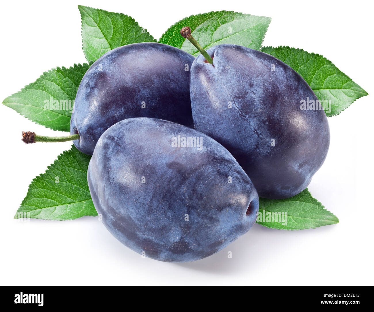 Three plums with leaf isolated on a white background.File contains ...