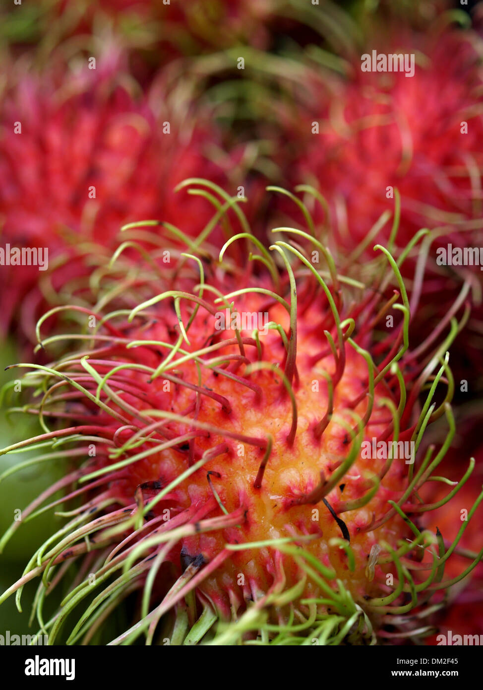 Tropical fruit, rambutan Stock Photo - Alamy
