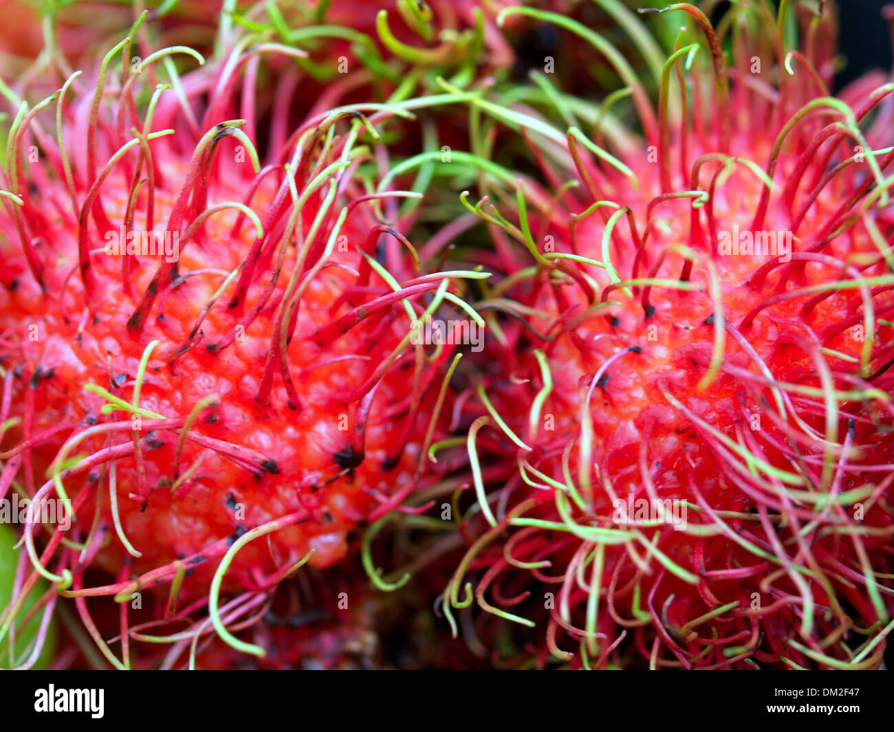 Tropical fruit, rambutan Stock Photo - Alamy