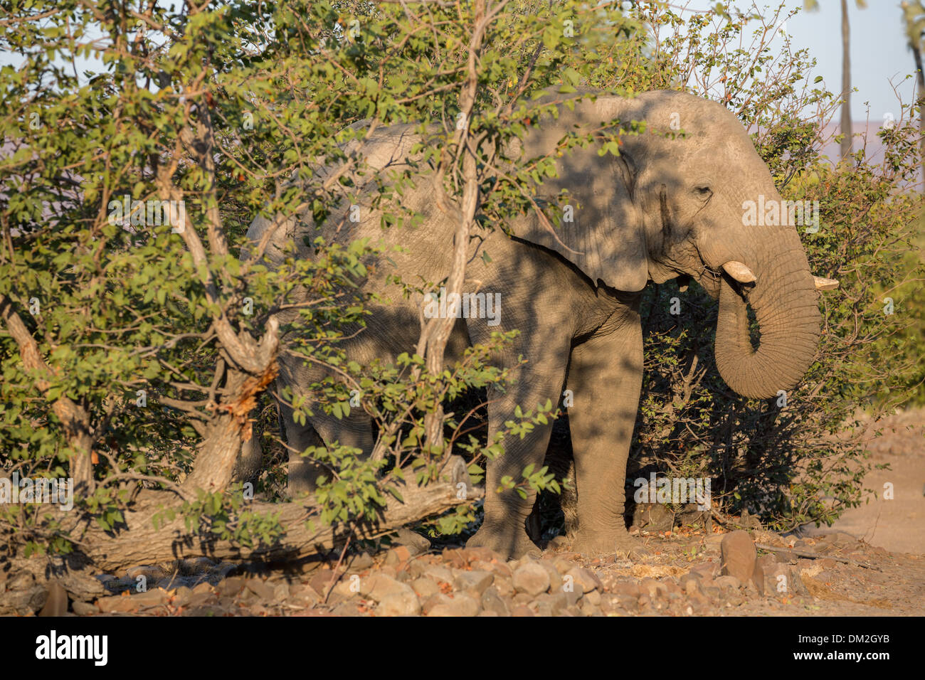 Proboscises hi-res stock photography and images - Alamy