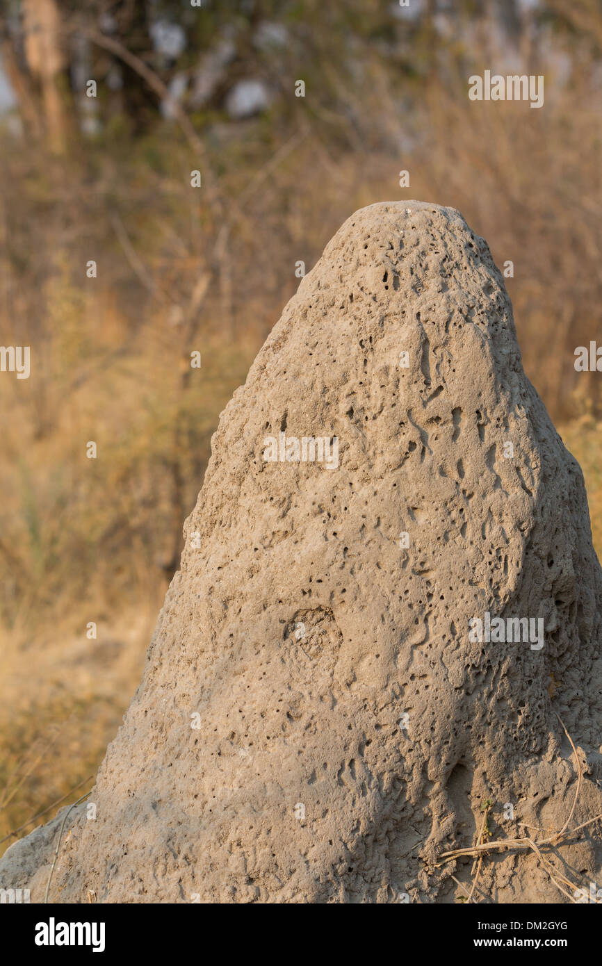 Termitarium hi-res stock photography and images - Alamy