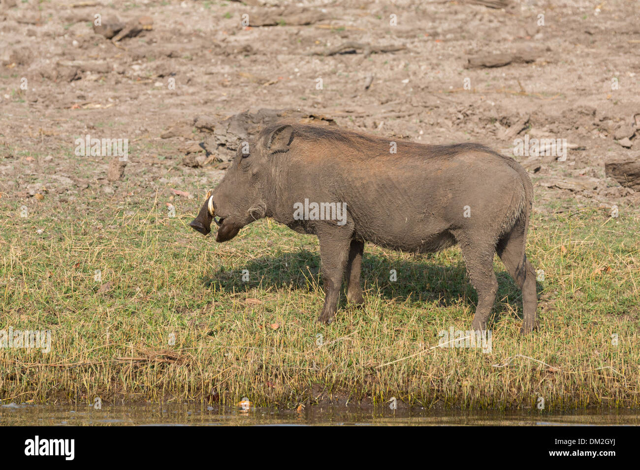 Side profile hog hi-res stock photography and images - Alamy