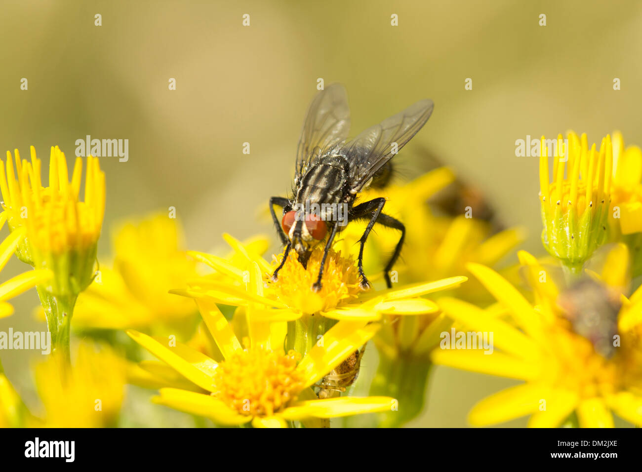 Sarcophaga Fly drinking nectar from Ragwort Flower in Surrey hills ...