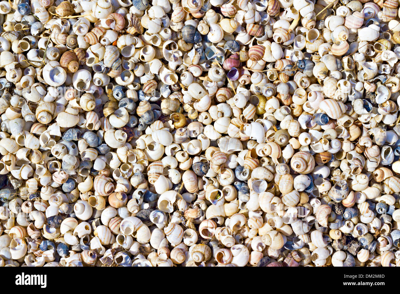 Seashells underwater hi-res stock photography and images - Alamy