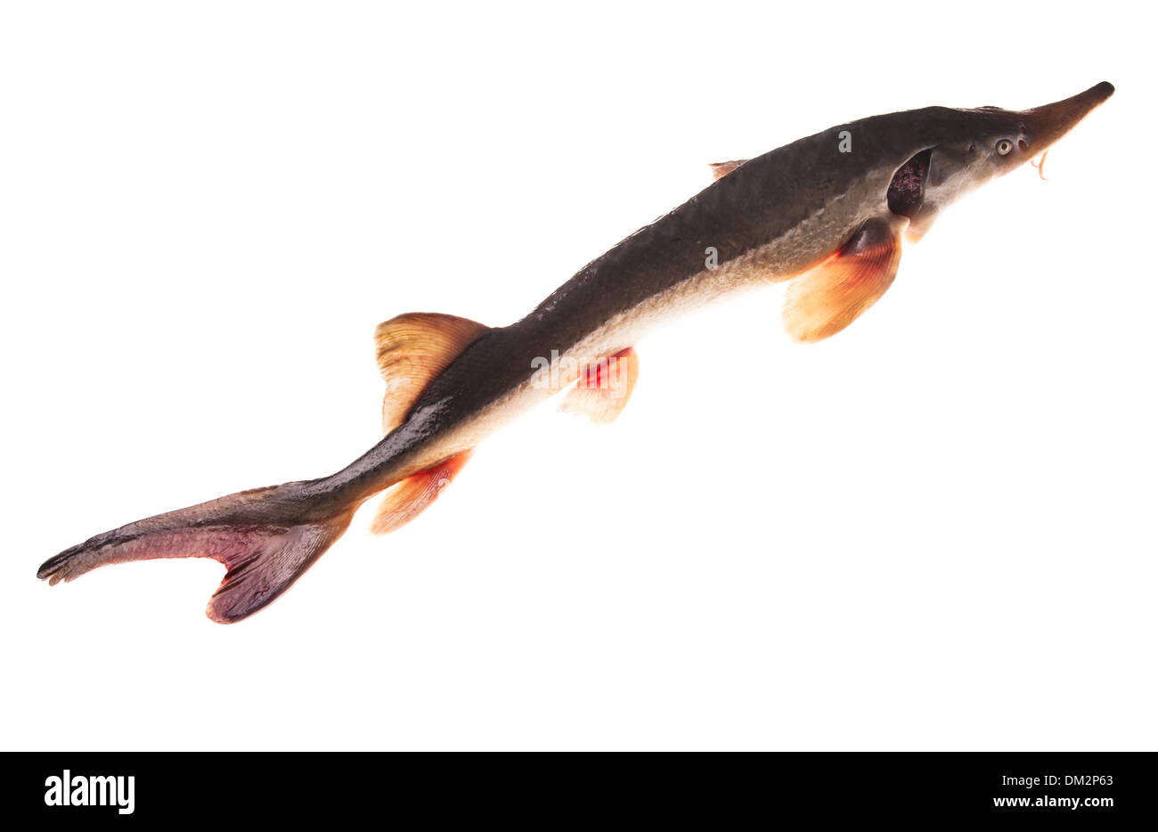 Raw sturgeon - luxury fish prepared for cooking, isolated Stock Photo ...