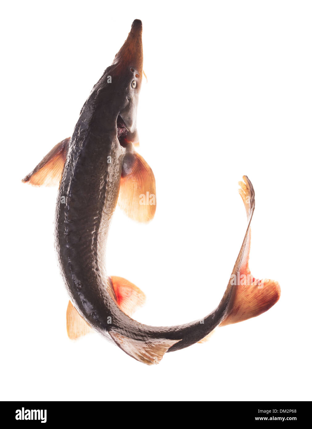 Raw sturgeon - luxury fish prepared for cooking, isolated Stock Photo ...