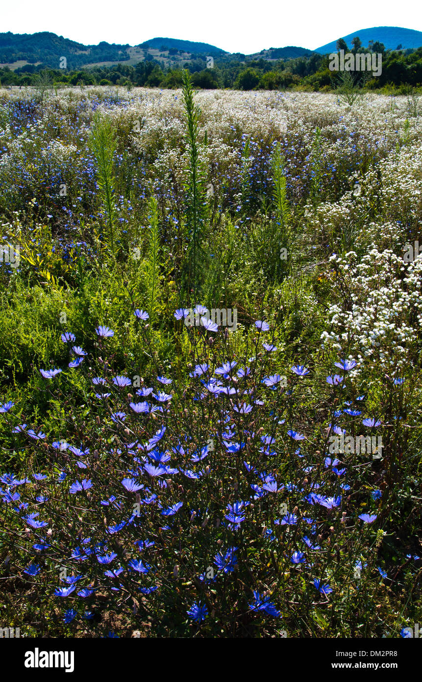Lush meadow flowers hi-res stock photography and images - Alamy