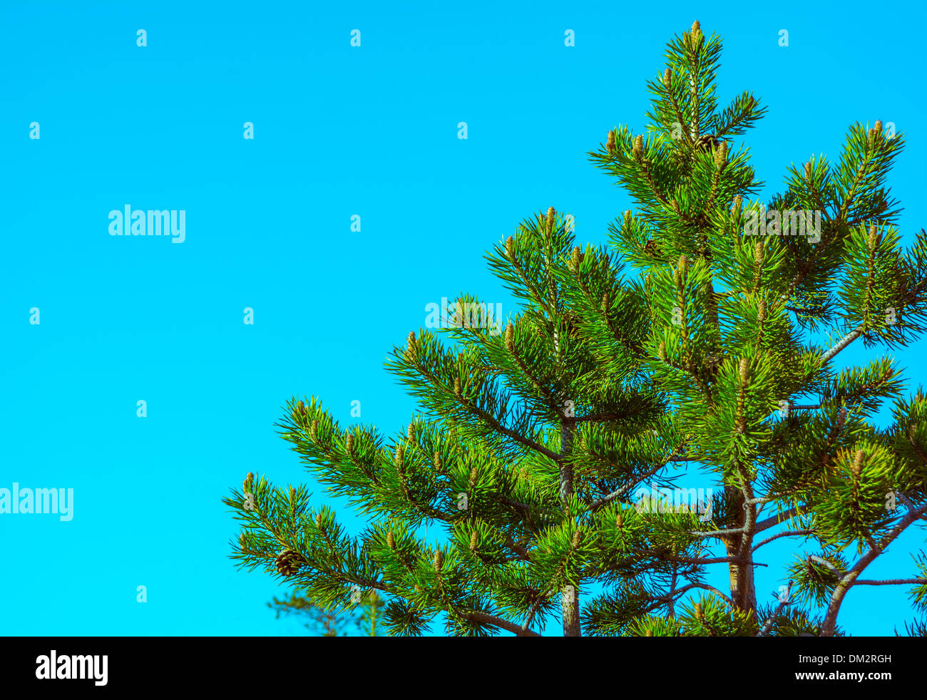 Northern Fir Tree with cones on branches blue sky on background ...