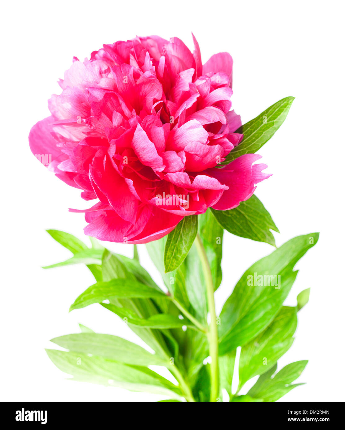 Fuchsia peony flower isolated on white background Stock Photo - Alamy