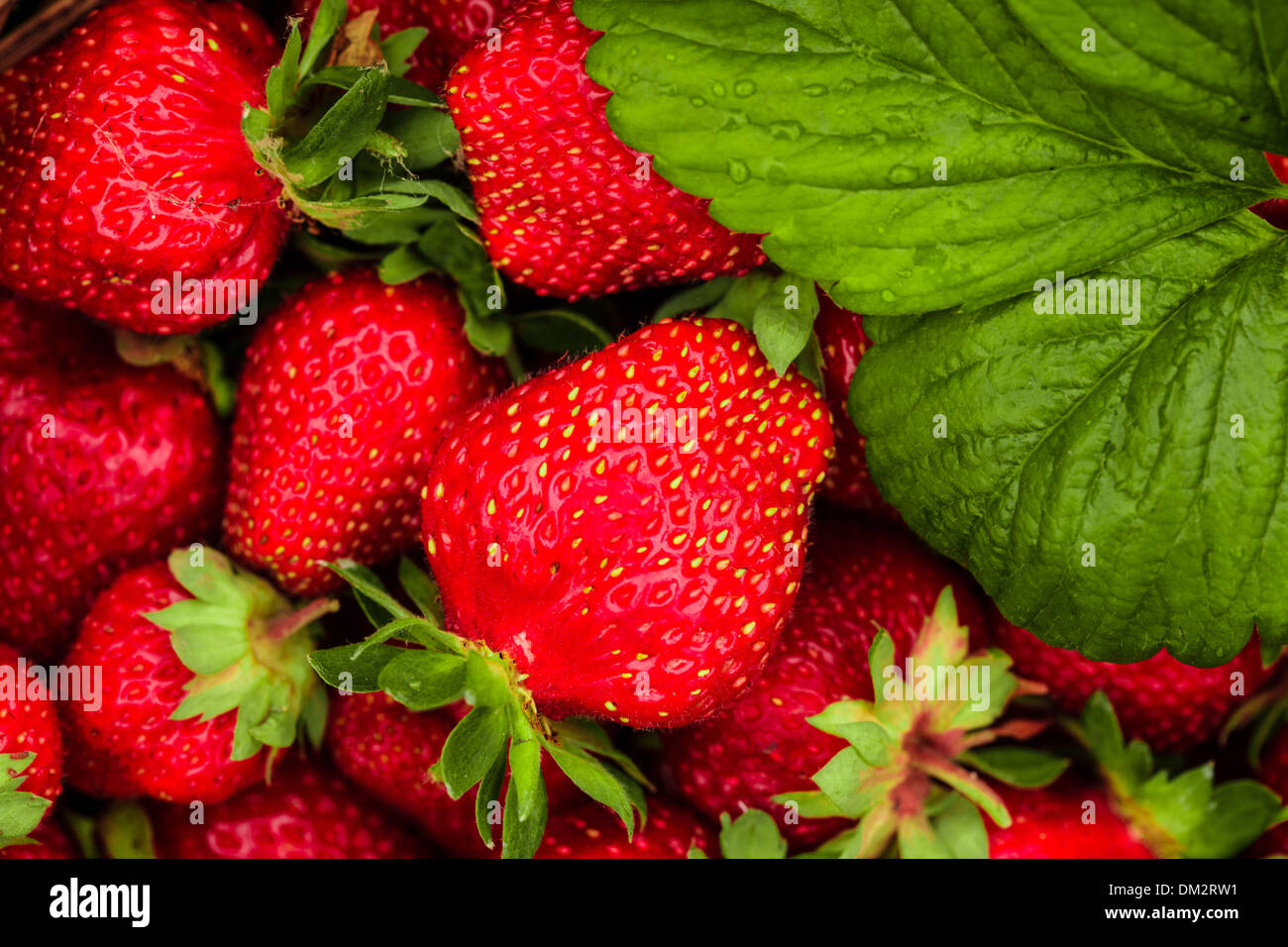 Strawberry berries close up as a background Stock Photo - Alamy