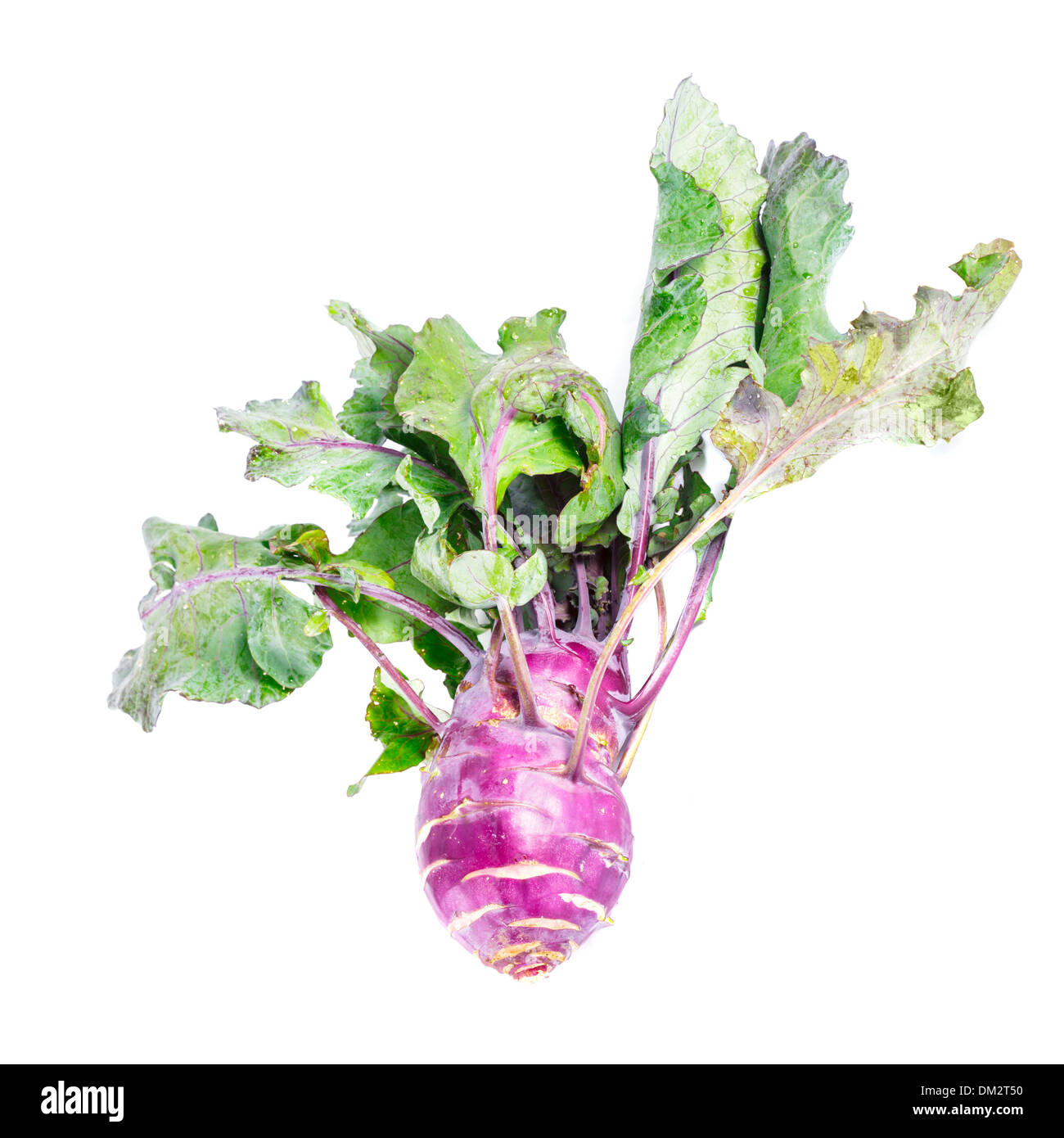 Kohlrabi root isolated on white background Stock Photo - Alamy
