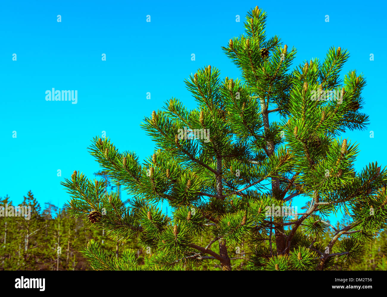 Scandinavian flora hi-res stock photography and images - Alamy