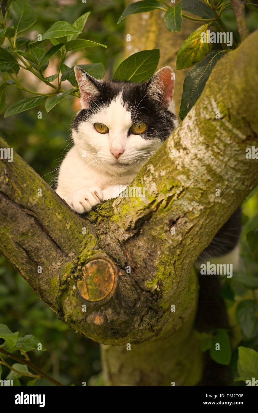 Domestic cat cherry tree hi-res stock photography and images - Alamy