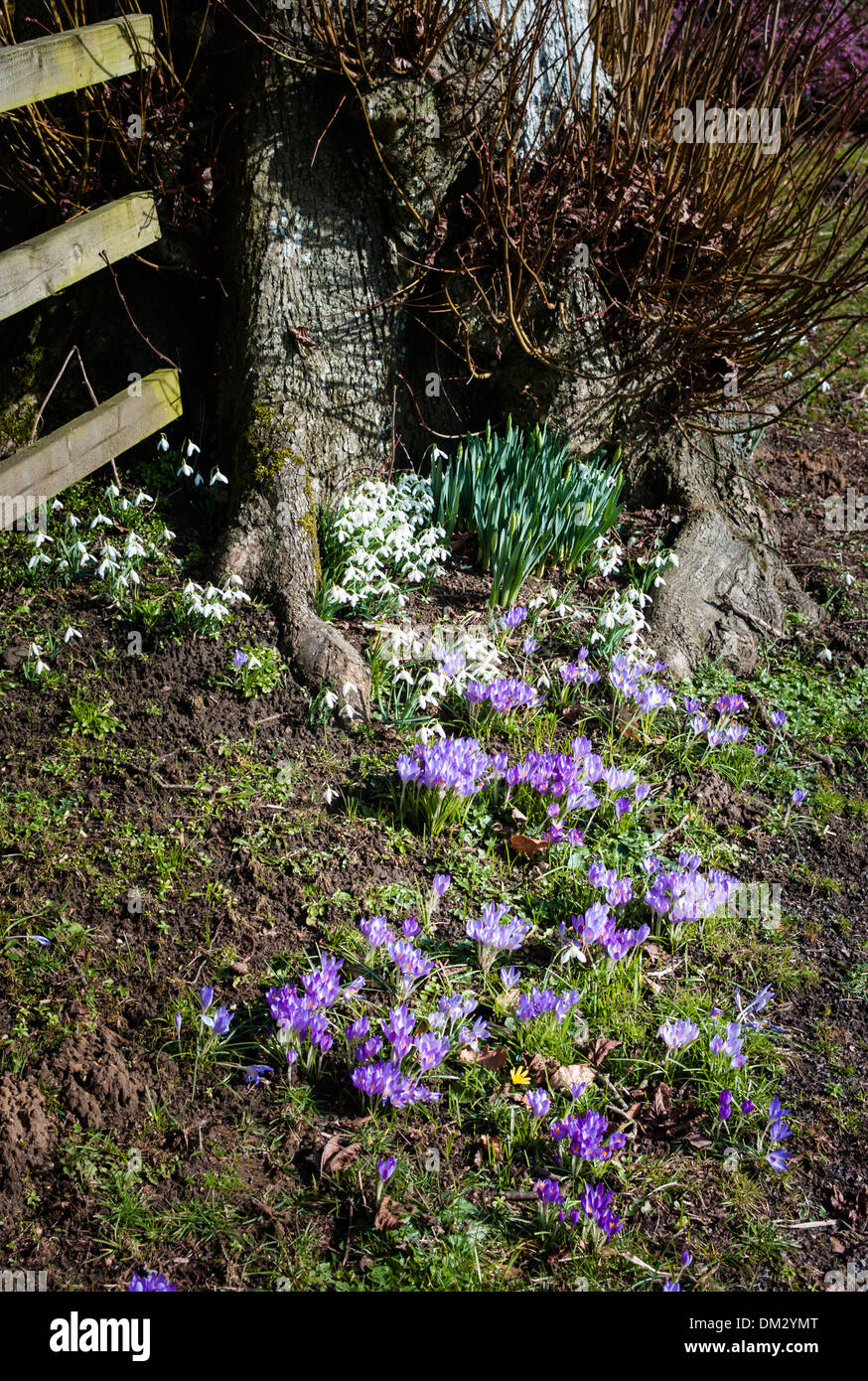 Naturalised planting in garden hi-res stock photography and images - Alamy