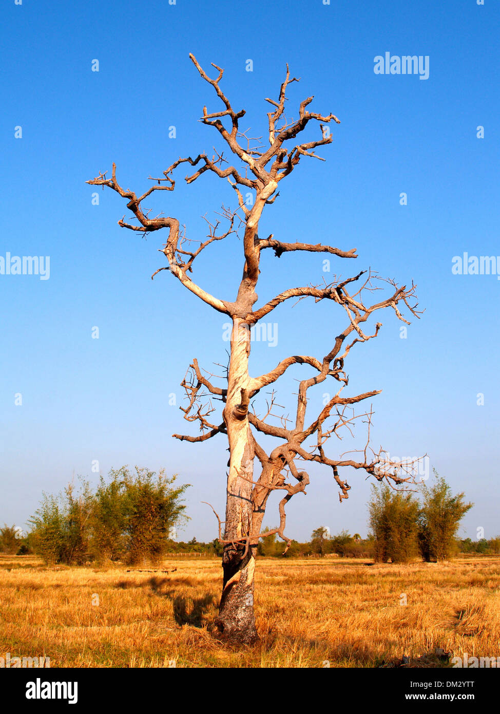 trees silhouette , dead tree Stock Photo - Alamy
