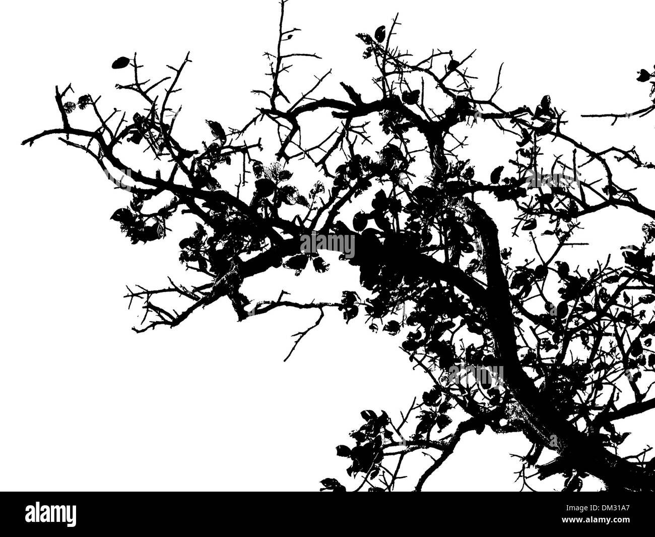 trees silhouette , dead tree Stock Photo - Alamy
