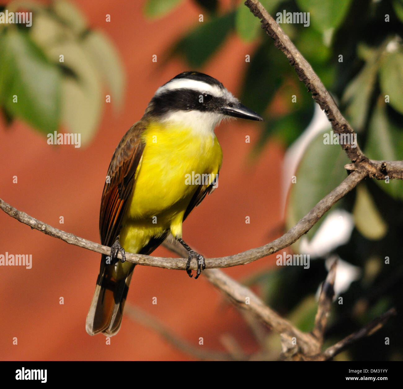 Kiskadee bird hi-res stock photography and images - Alamy