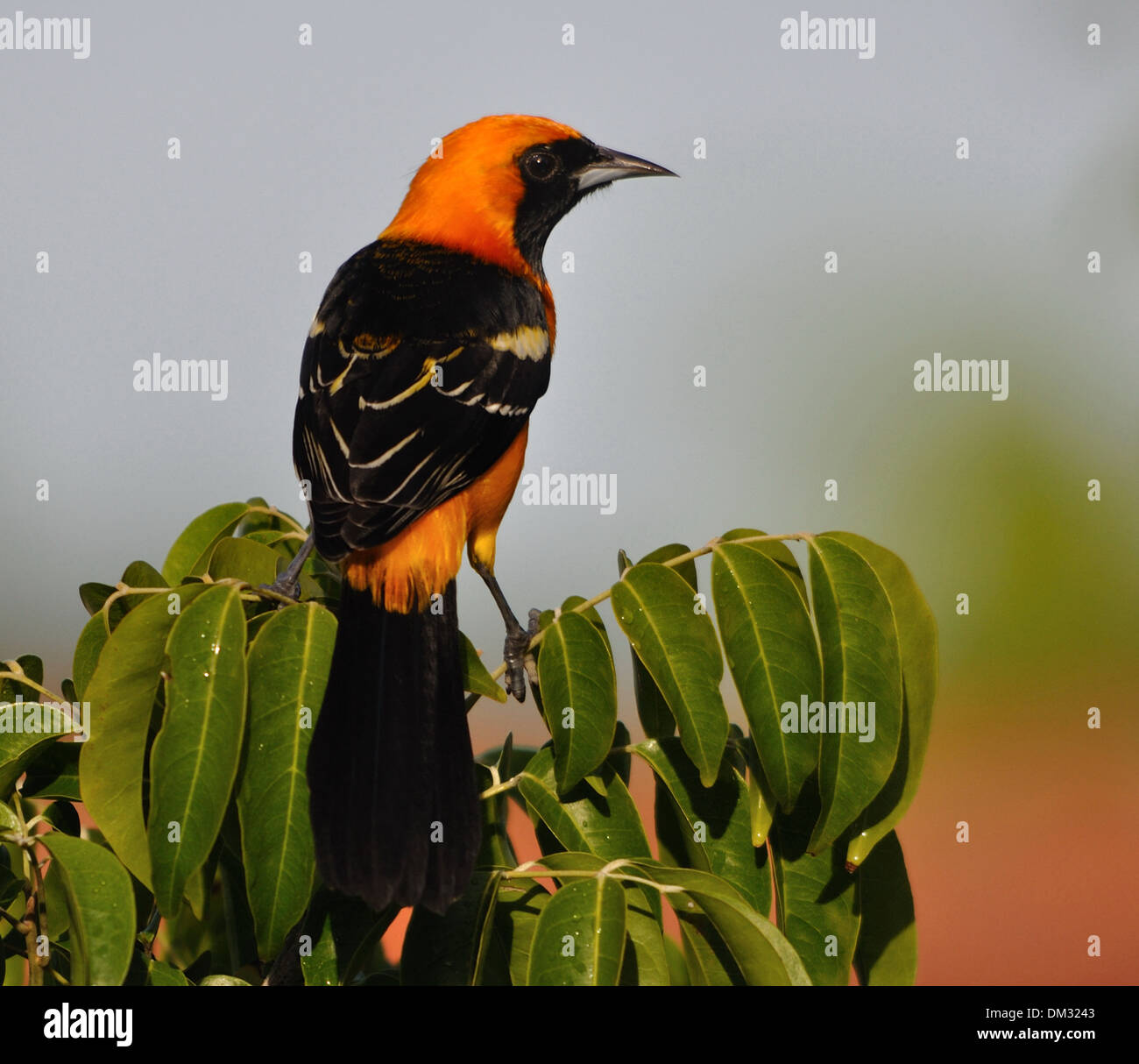 Hooded oriole at hi-res stock photography and images - Alamy