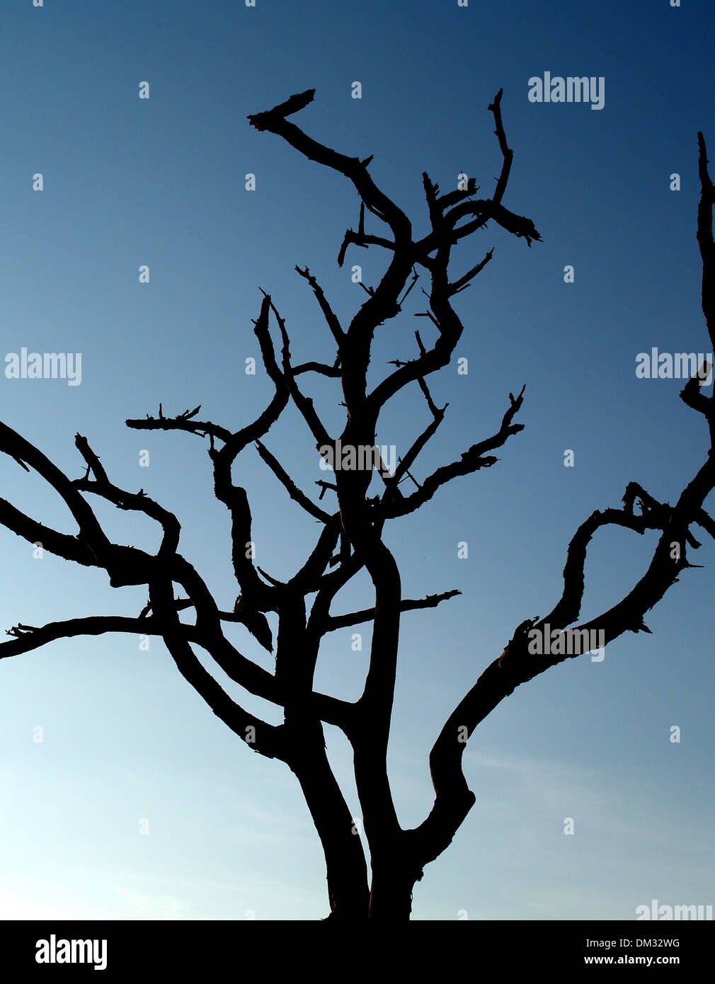 trees silhouette , dead tree Stock Photo - Alamy