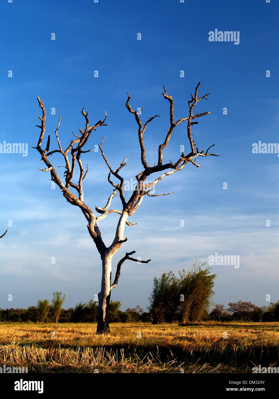 trees silhouette , dead tree Stock Photo - Alamy