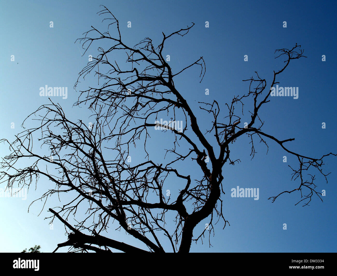 trees silhouette , dead tree Stock Photo - Alamy