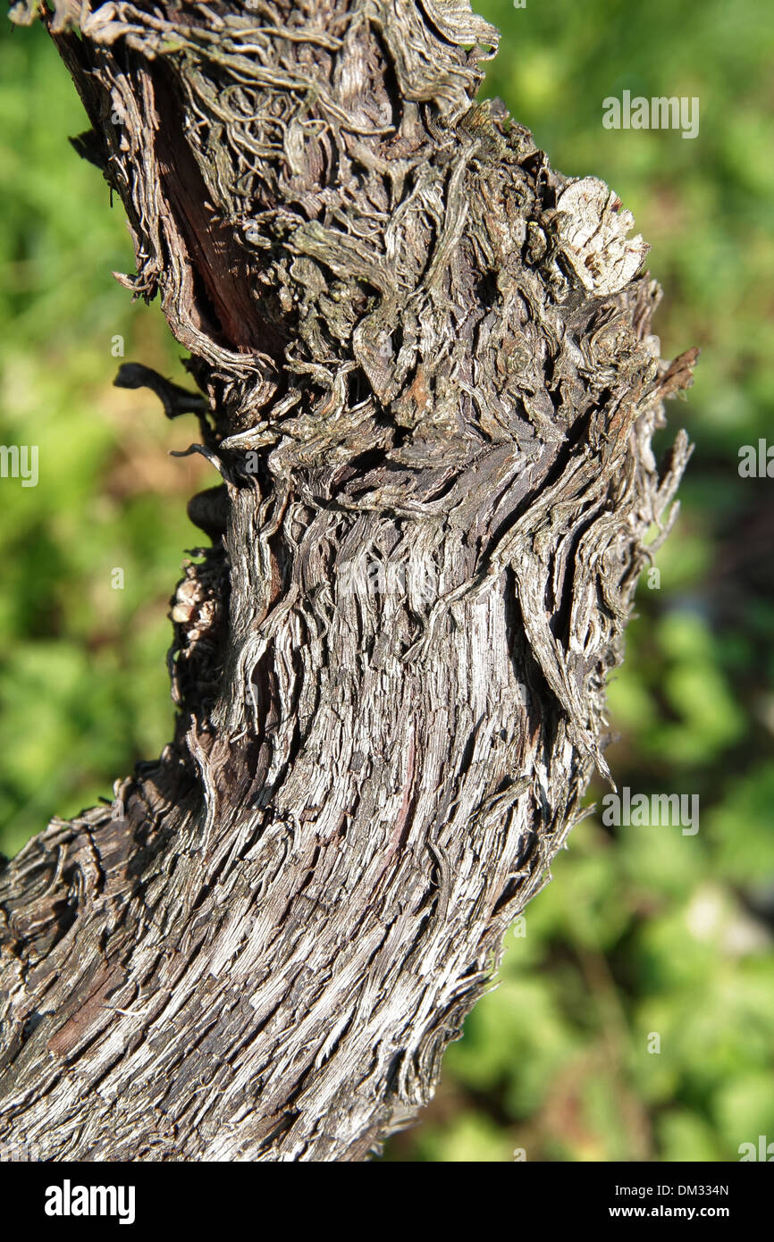 Close up grapevine stem hi-res stock photography and images - Alamy