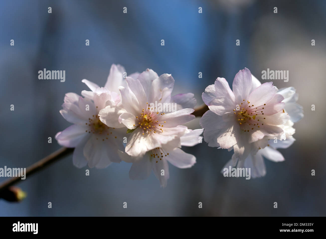 Macro image of a Winter flowering Cherry tree blossom (Prunus x ...