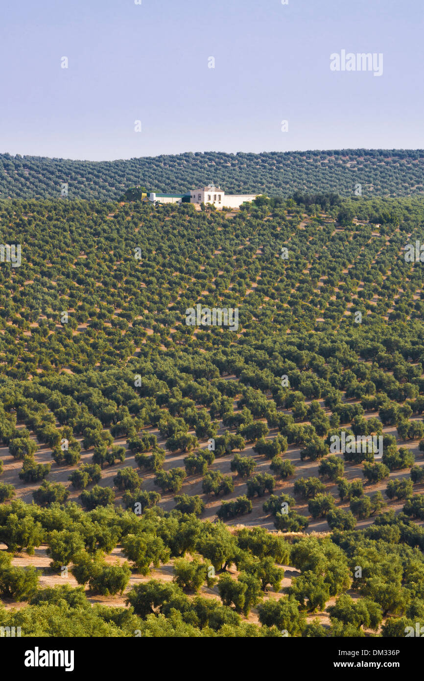 Cazorla, Andalusia, Jaen, Sierra de Cazorla, agriculture, Olive trees ...
